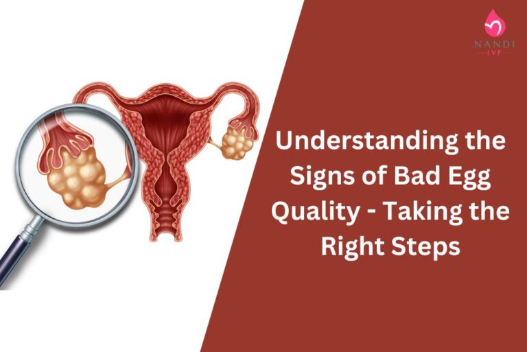 Signs of Bad Egg Quality: Taking the Right Steps - 2024